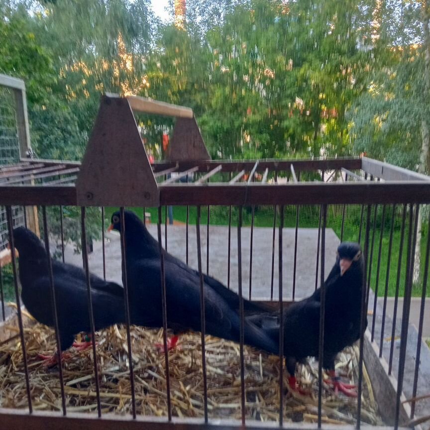 Голуби пермские