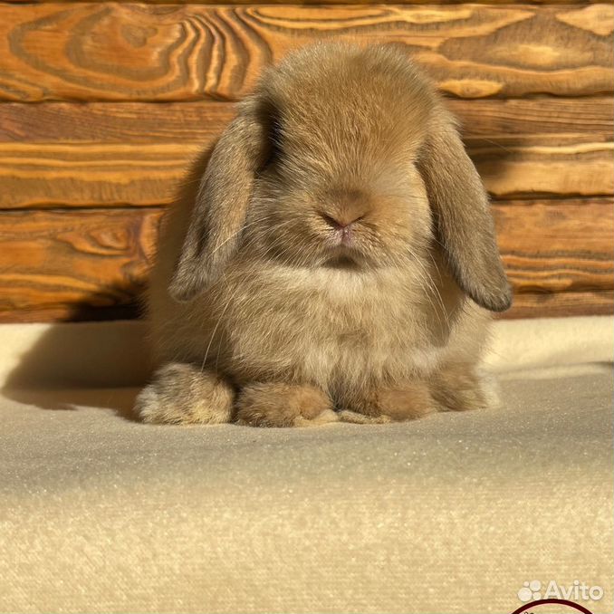 Miniature lop чистопородный мальчик