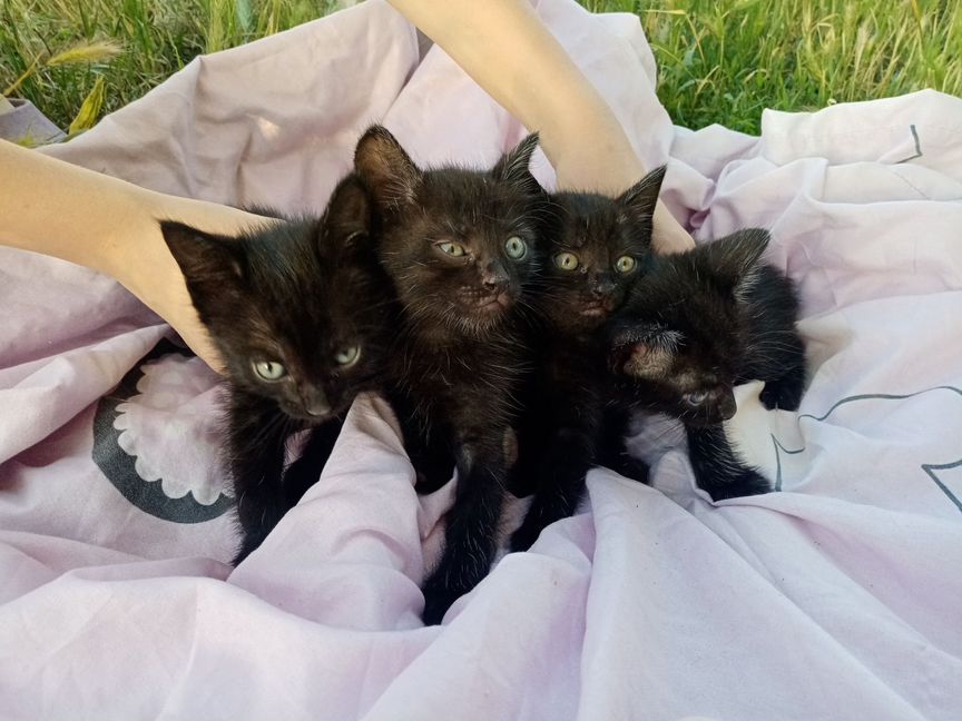 Котята-мышеловы