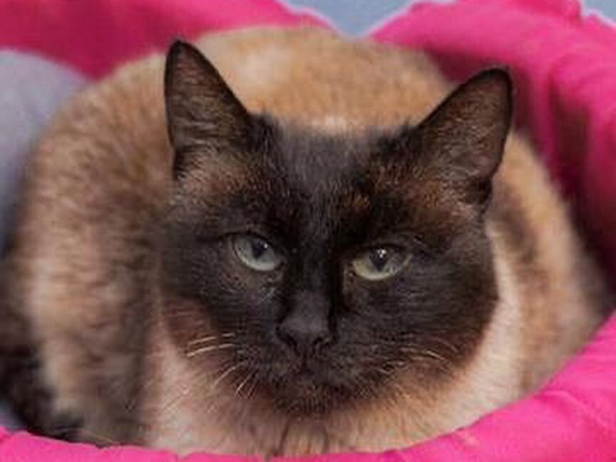 Приютская кошечка Ханни в поиске хозяина