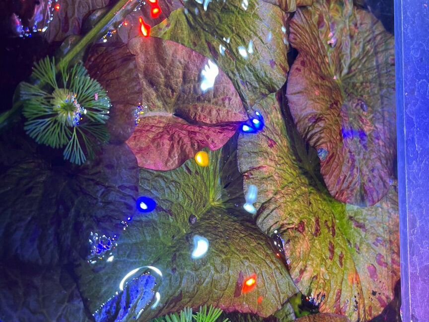 Нимфея тигровая "red"