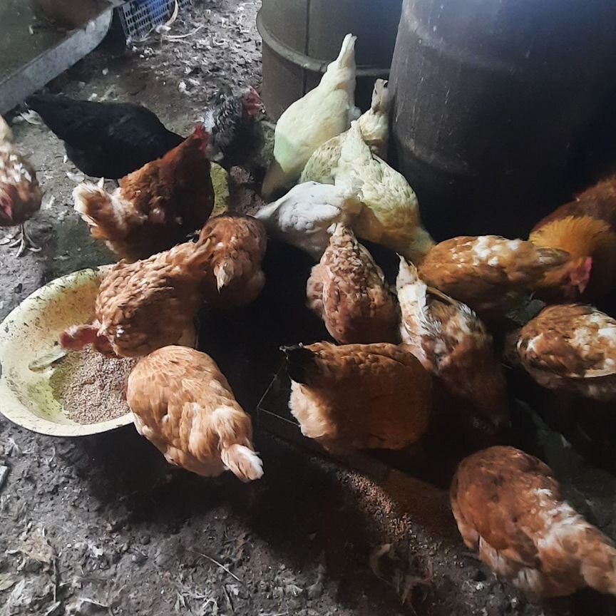 Курицы несушки