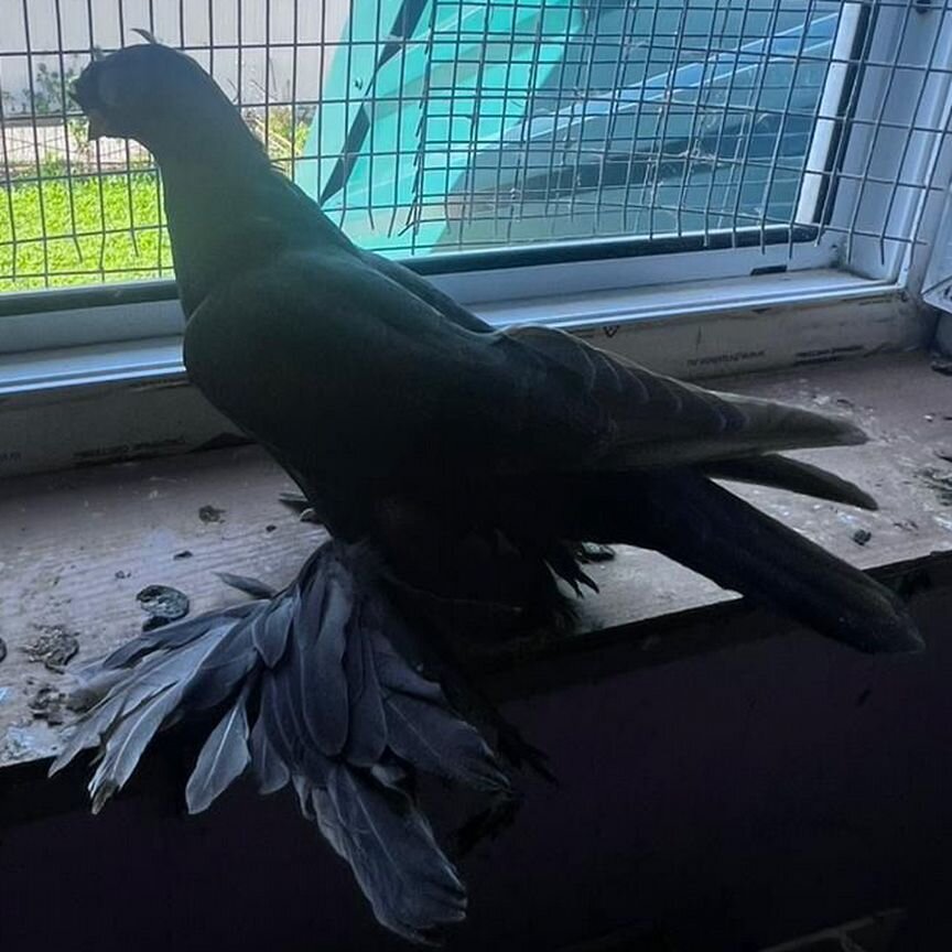 Голуби узбекские