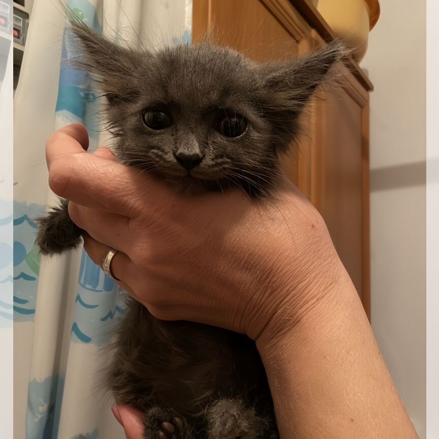 Кошечка