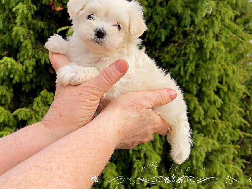 Maltipoo девочка нежнейшая