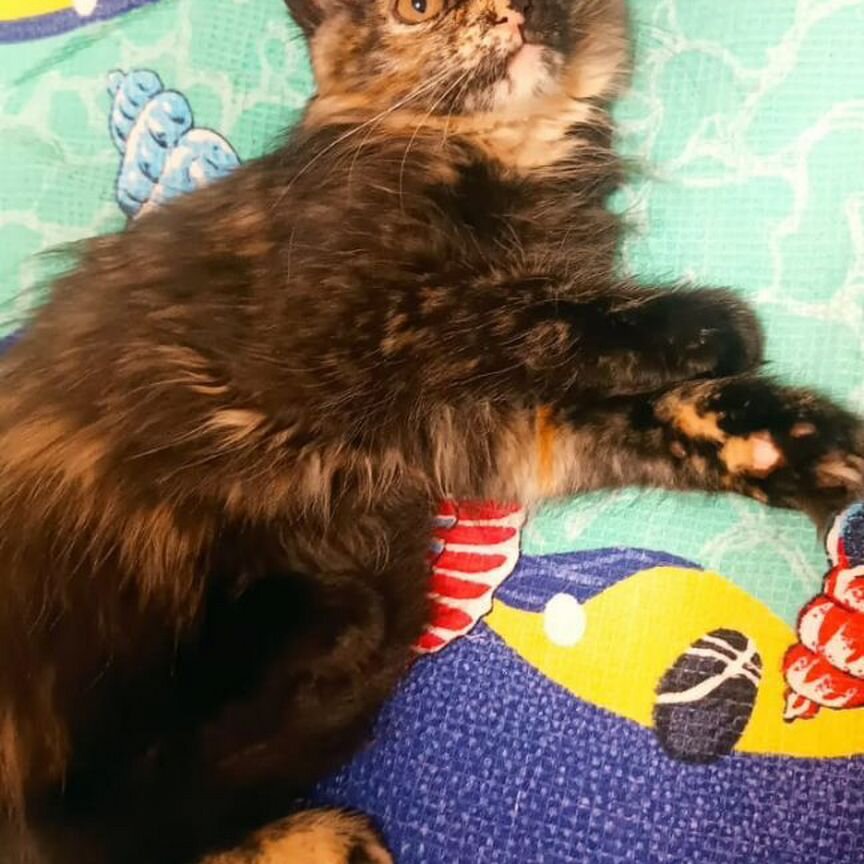 Котята в добрые руки бесплатно