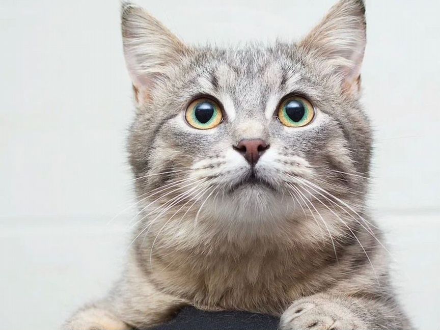 Кошка Маргоша отчаянно ищет дом