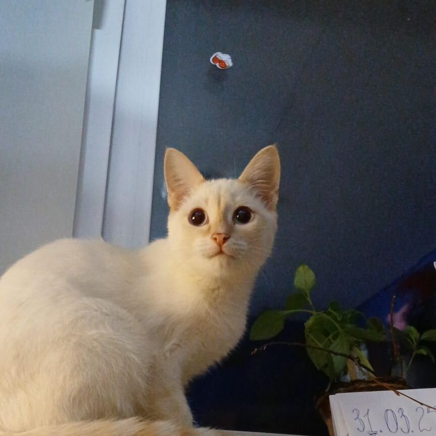 Коты в добрые руки мальчики