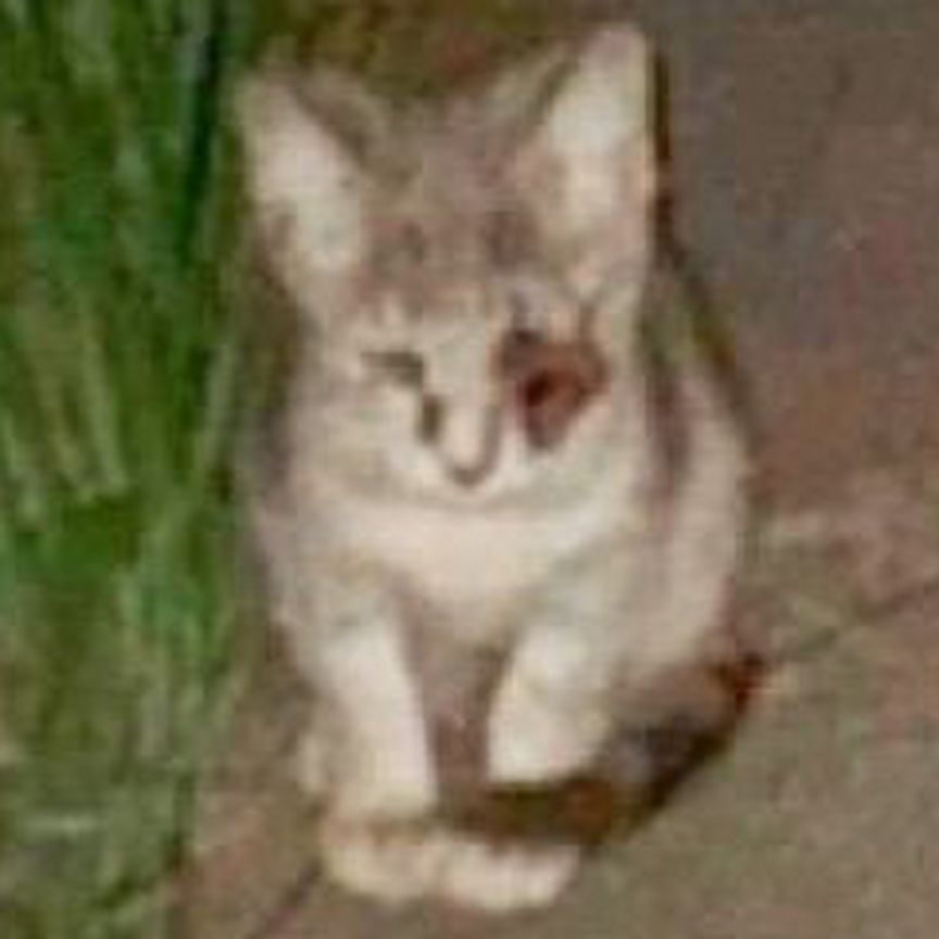 Котёнок Каспер