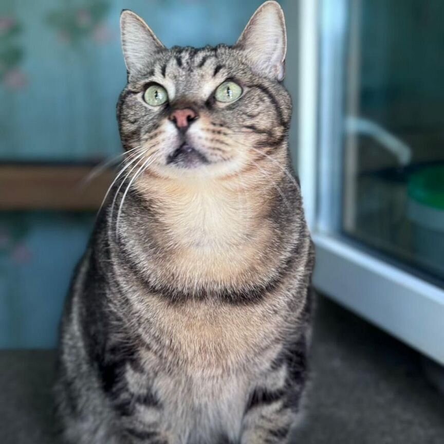 Жан - спокойный кот из приюта ищет родителей