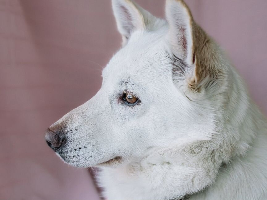 Ласковая верная собака (Белочка) в добрые руки