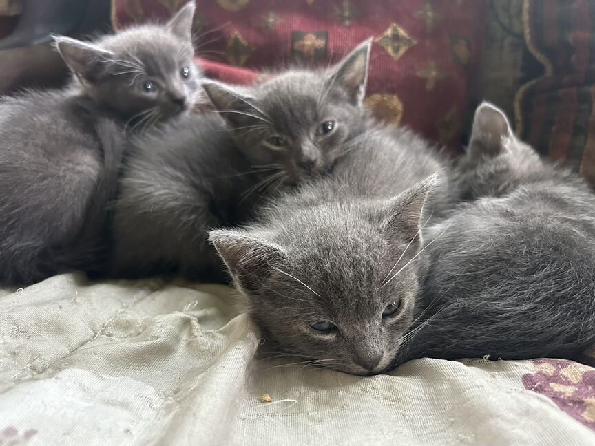 Британские котята метисы ищут лучших родителей