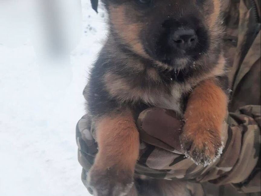 Щенки в добрые руки