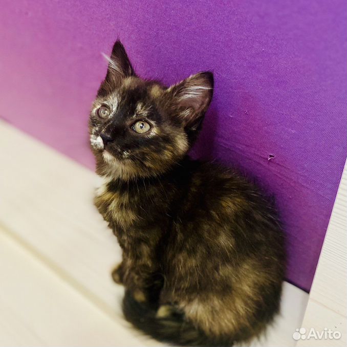 Пеструшечка-Душечка