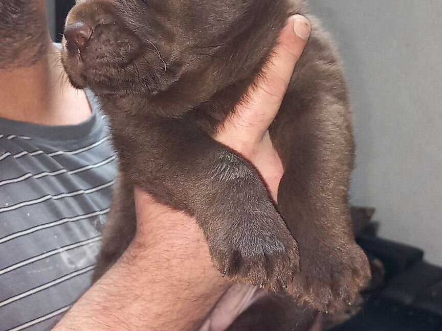 Щенки лабрадора