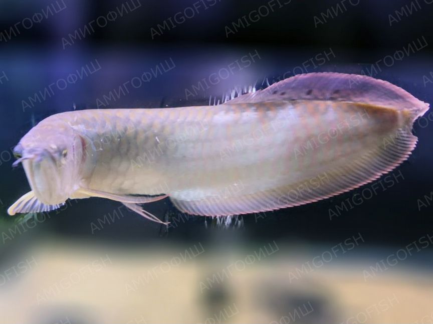 Арована серебрянная (Osteoglossum Bicirhossum) 45