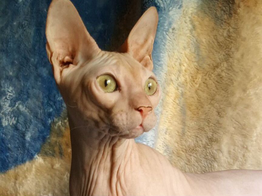 Донской сфинкс бесплатно