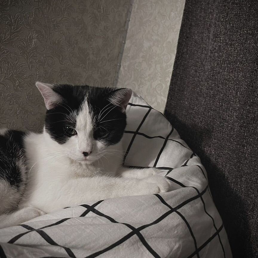 Котик ищет дом