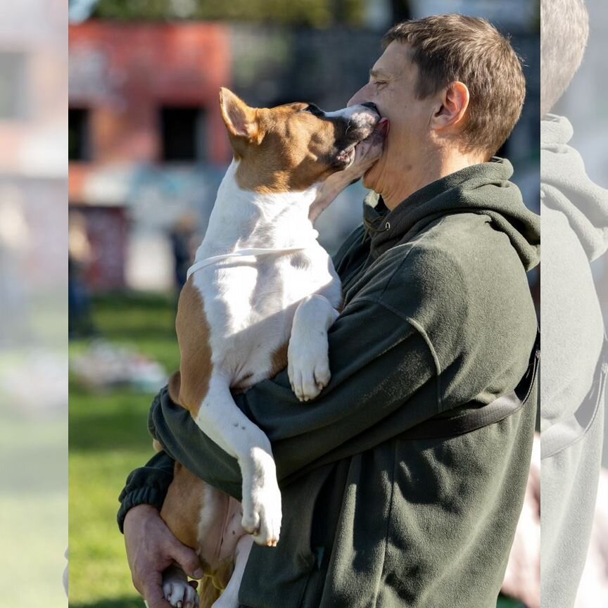 Американский стаффордширский терьер, щенок