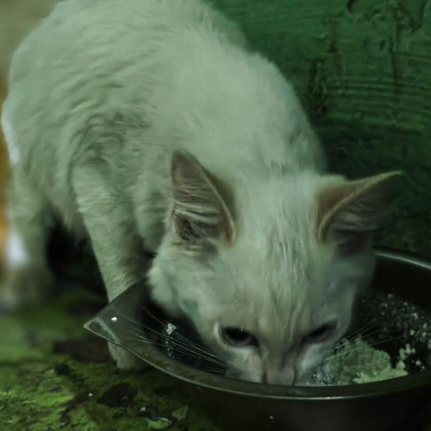 Взрослая кошка в добрые руки