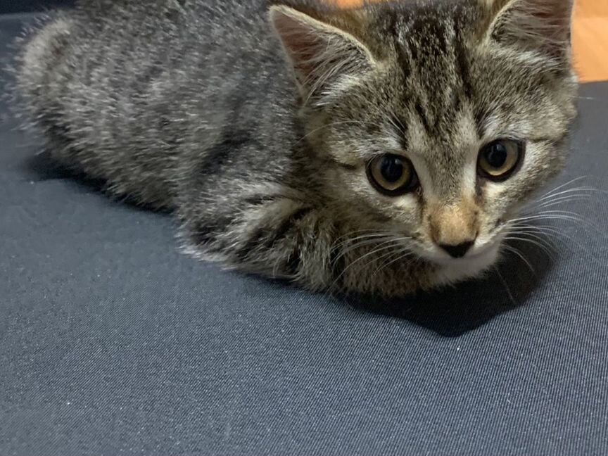 Домашний котенок 2 мес девочка