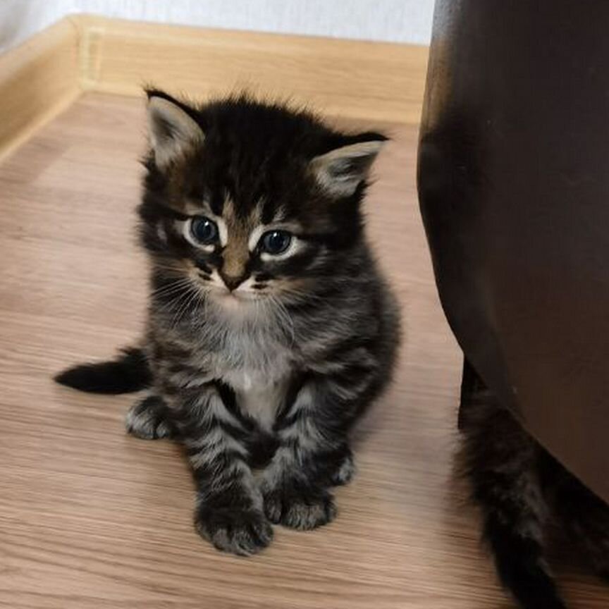 Котята