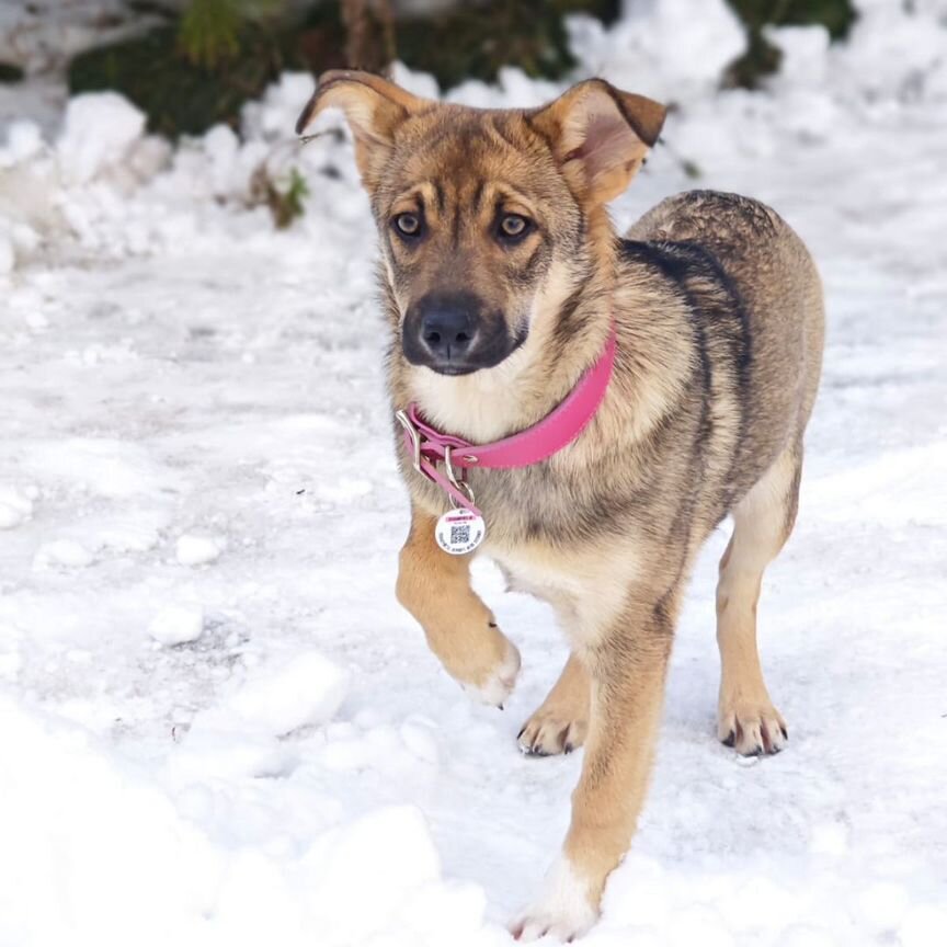 Миниатюрная Дина 4,5 месяца ждёт родителей