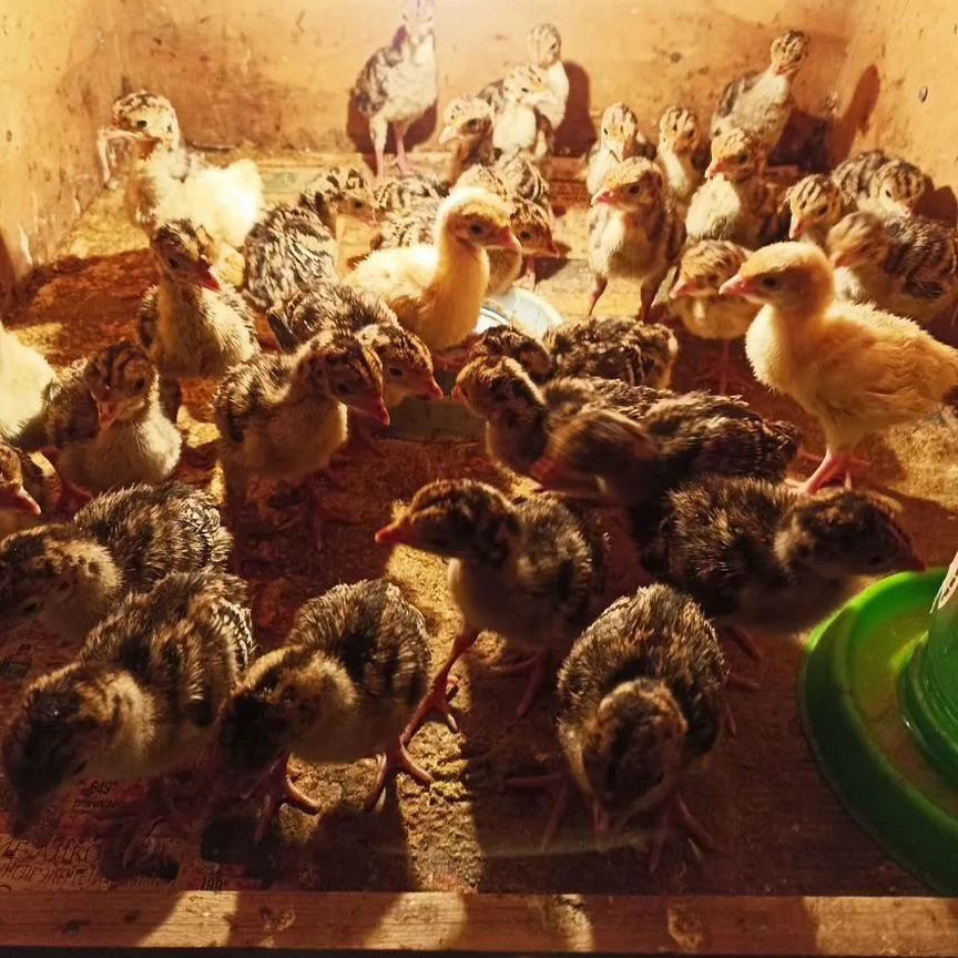 Индюшата и Гусята