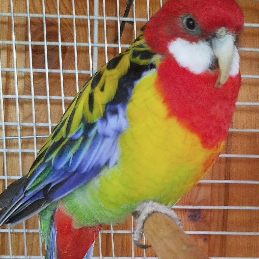 Попугай корелла