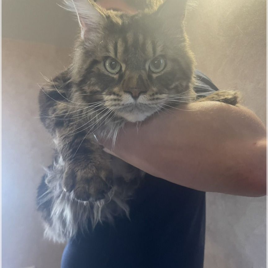 Мейн-кун, взрослый кот