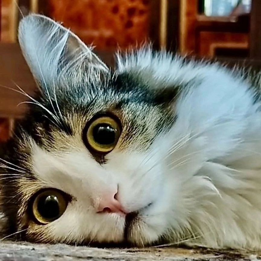 Сибирская кошка в добрые руки