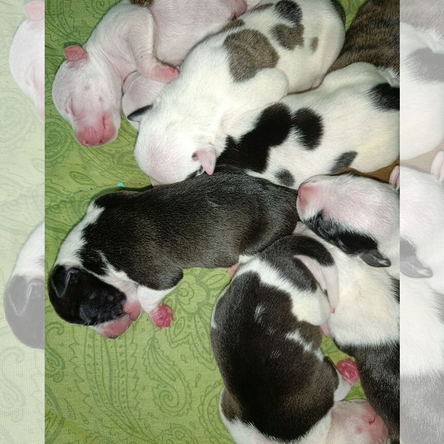 Американский стаффордширский терьер, щенок