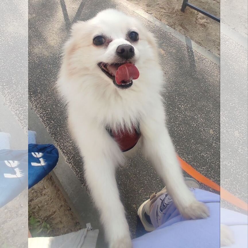 Немецкий шпиц, взрослый пёс