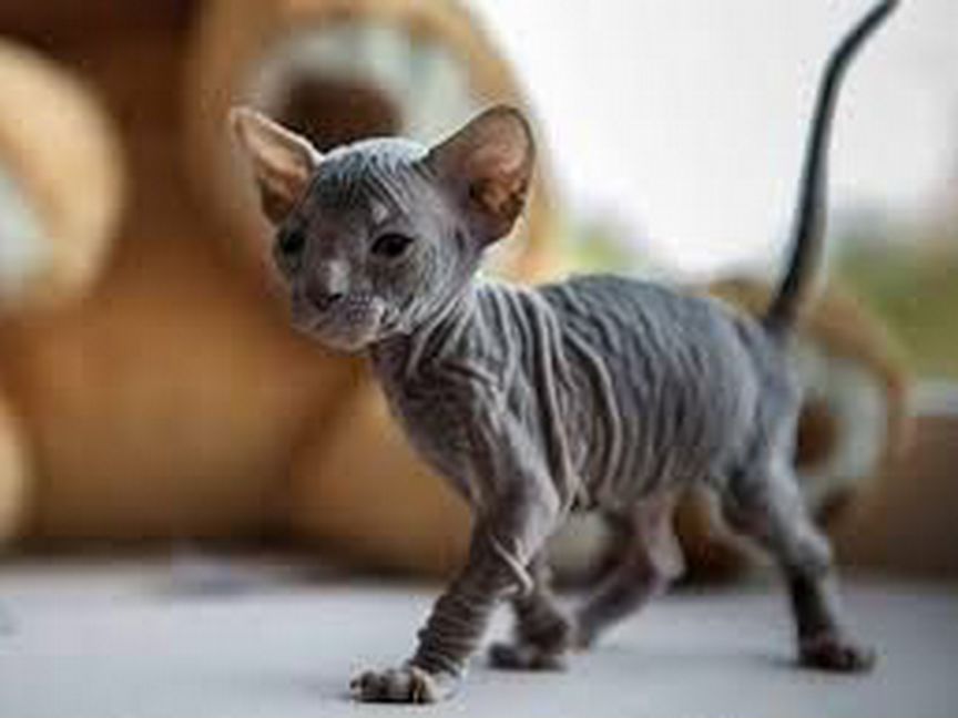 Котята сфинкс