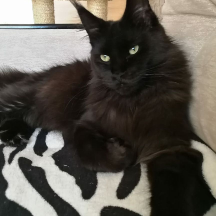 Мейн-кун котик