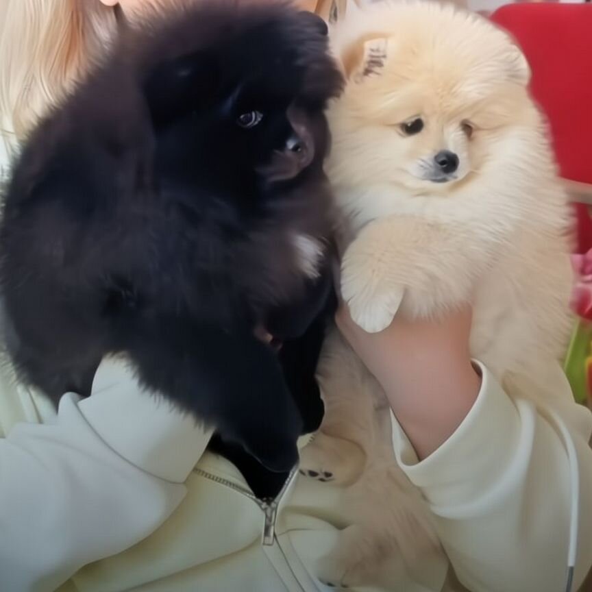 Немецкий шпиц, щенок