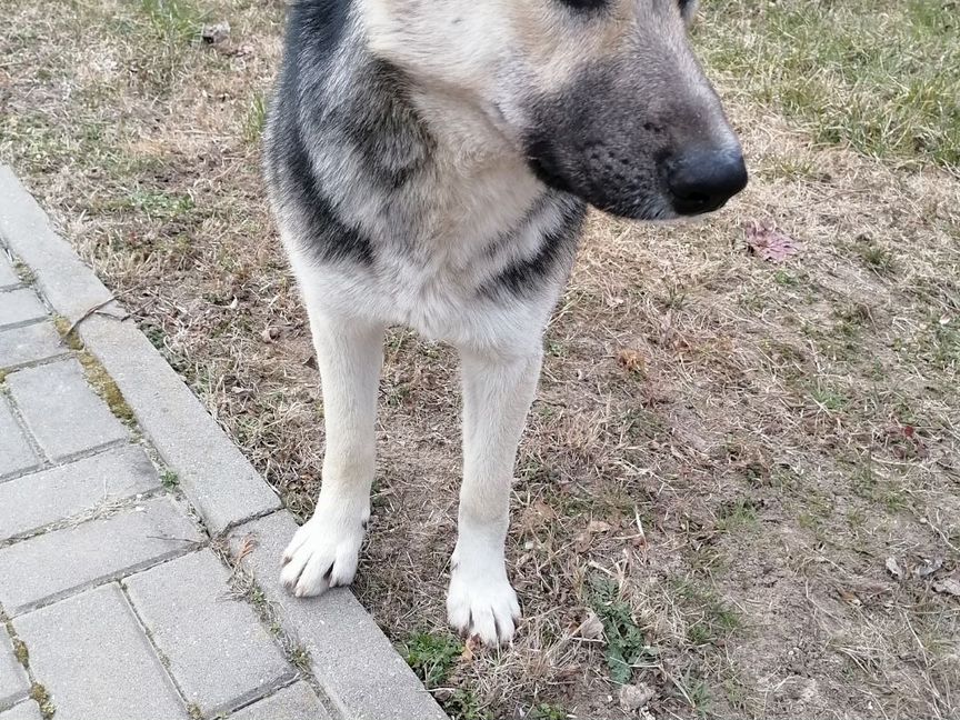 Серьезный парень ищет дом