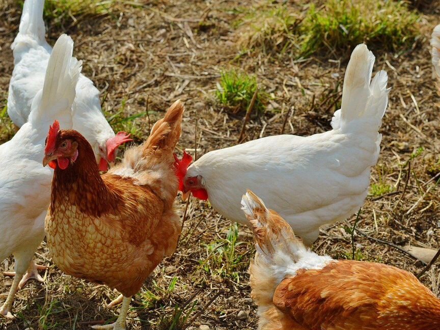 Продам кур несушек с доставкой