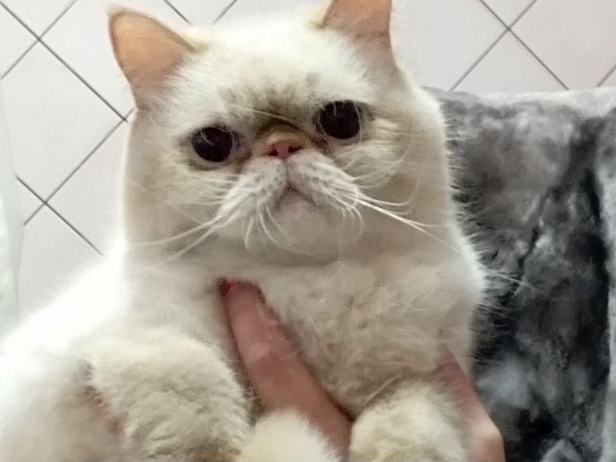 Экзотическая короткошерстная кошка