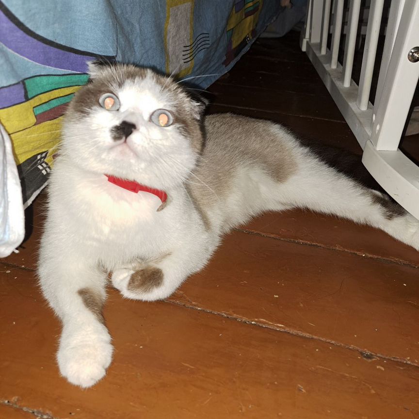 Кошка вислоухая