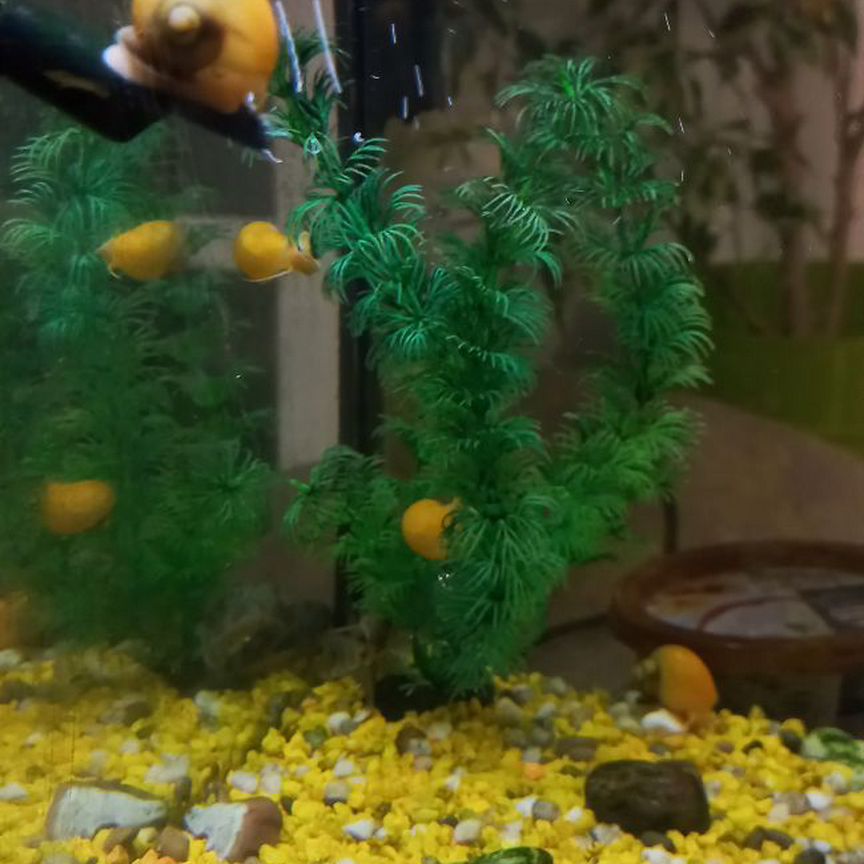 Улитки аквариумные