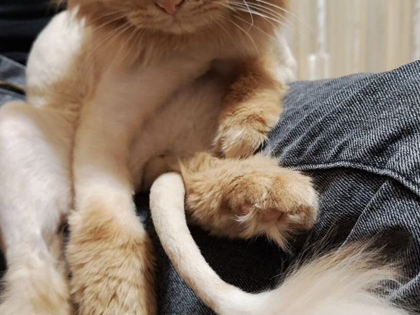 Рыжий кот Симба