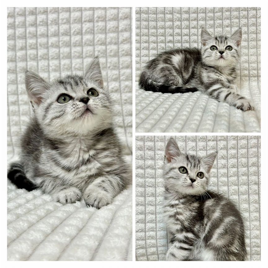Шотландские котята