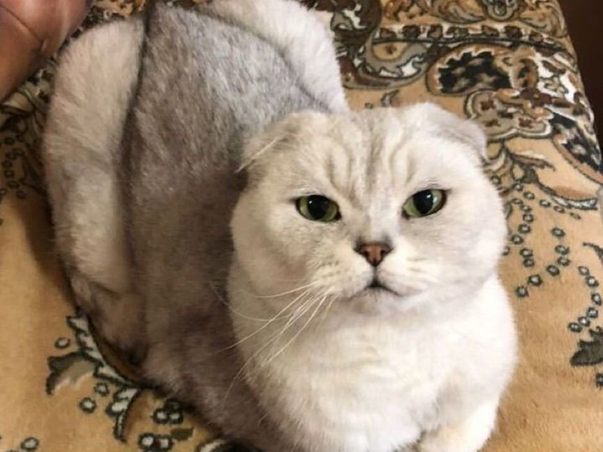 Шотландский вислоухий котик ищет свою семью