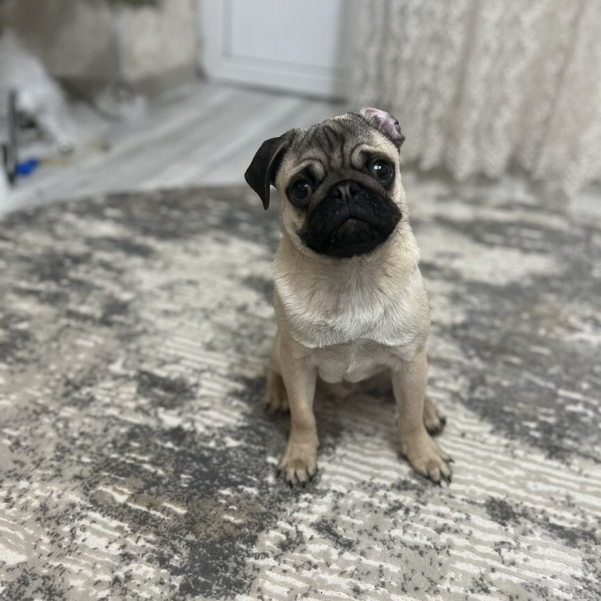 Мопс вязка мальчик