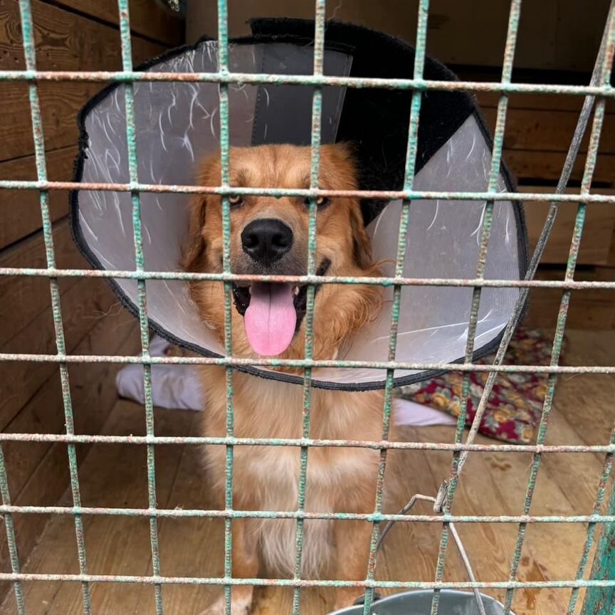 Джаз бывшедомашний пёс из приюта ищет семью