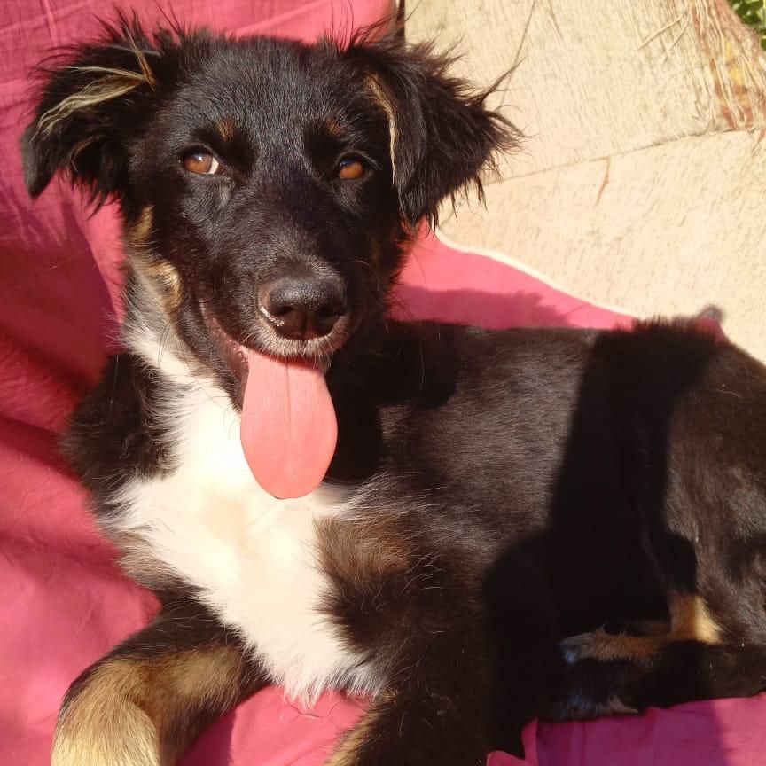 Стерилизованная Жулька