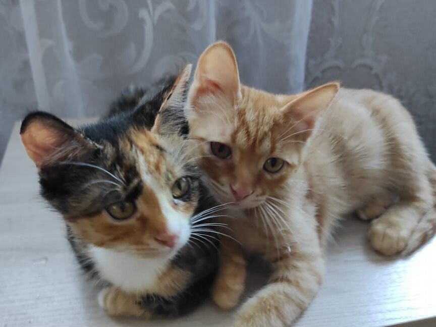 Котята рыжики