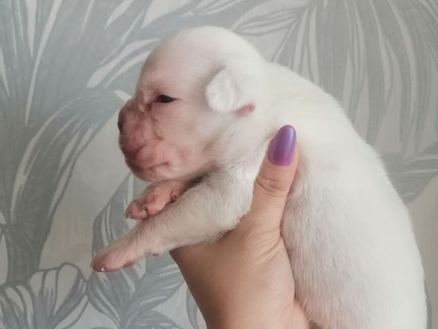 Белое счастье