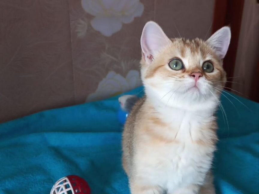 В продажу Шотландский котенок